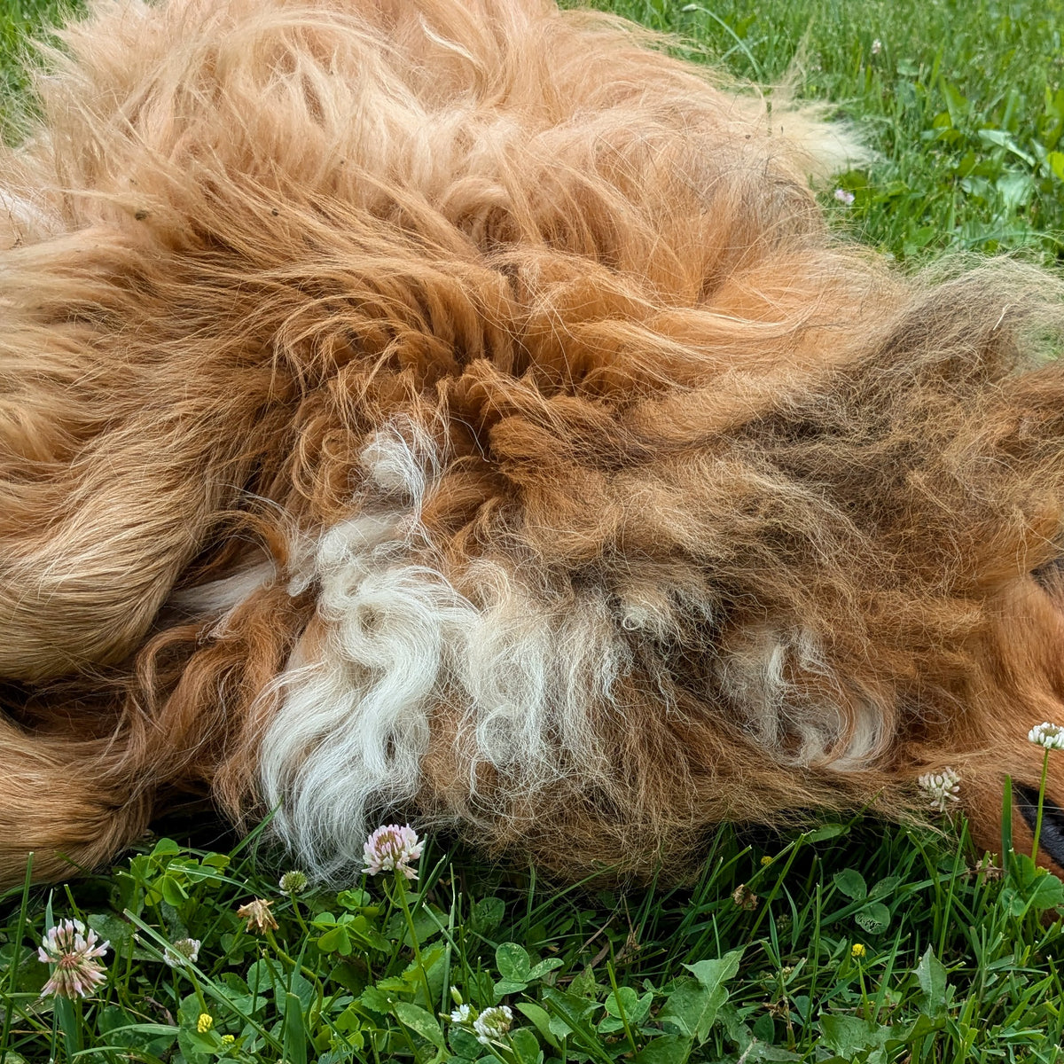 Dogs and Overbreeding – Cairncrest Farm