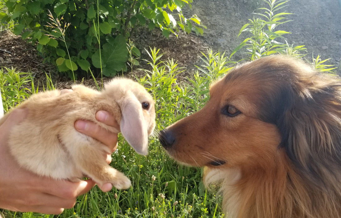 Can Dog and Bunny Be Friends? – Cairncrest Farm