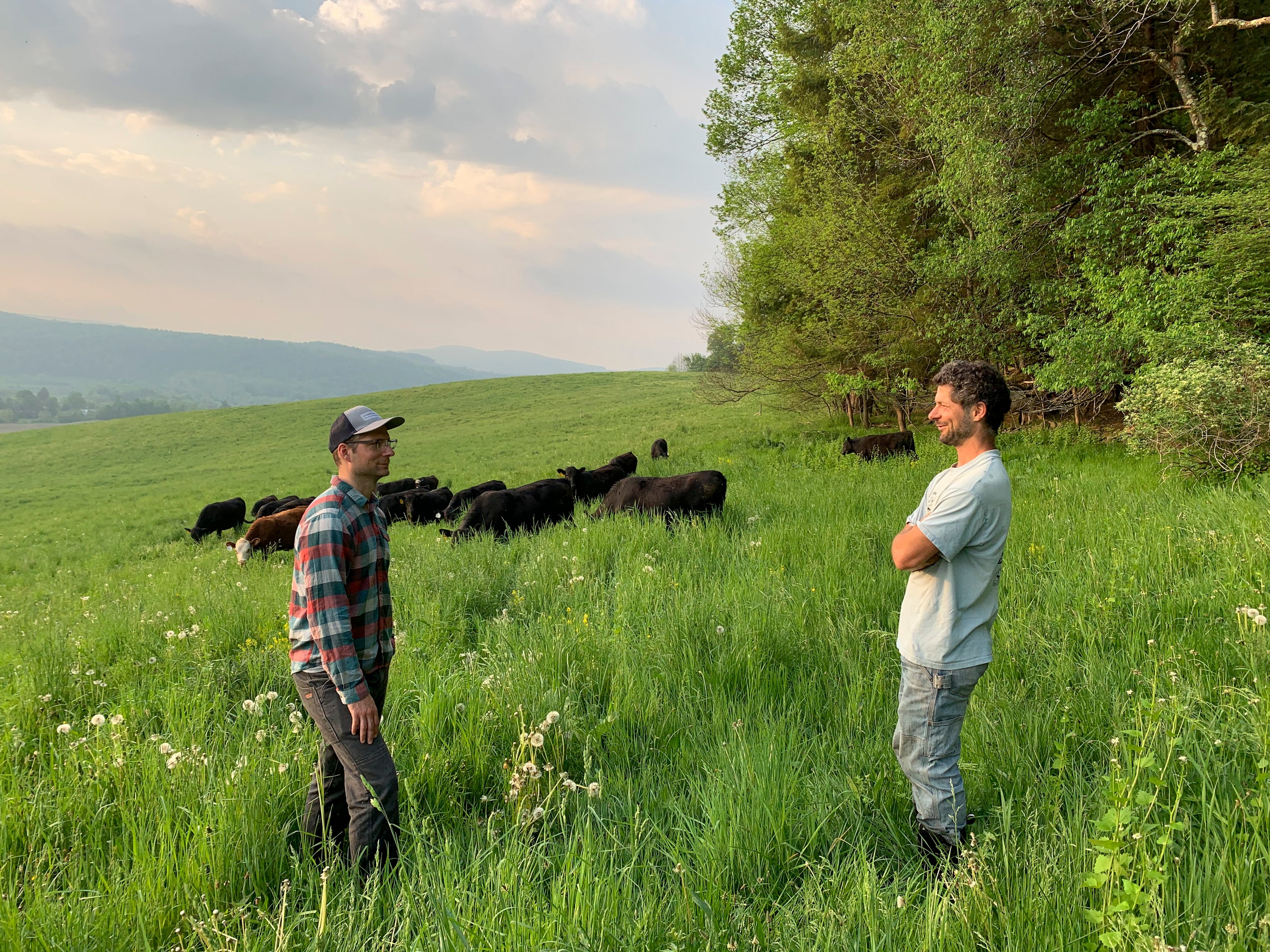We Deliver Grass Fed Beef to Manhattan – Cairncrest Farm