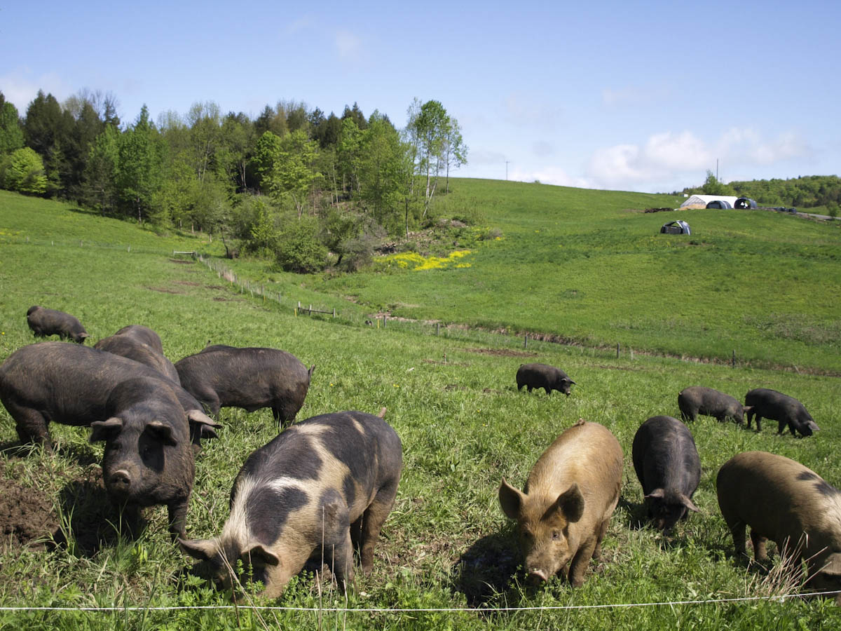 Does Grass Fed Pork Exist? – Cairncrest Farm