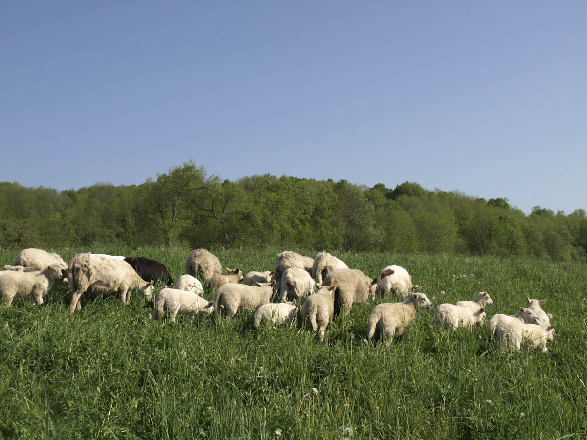 Find A Local Grass Fed Lamb Farm – Cairncrest Farm