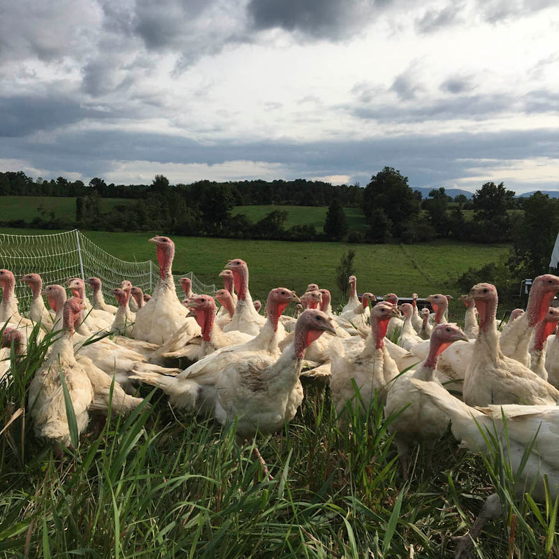 Pastured Organic Turkeys for Thanksgiving – Cairncrest Farm