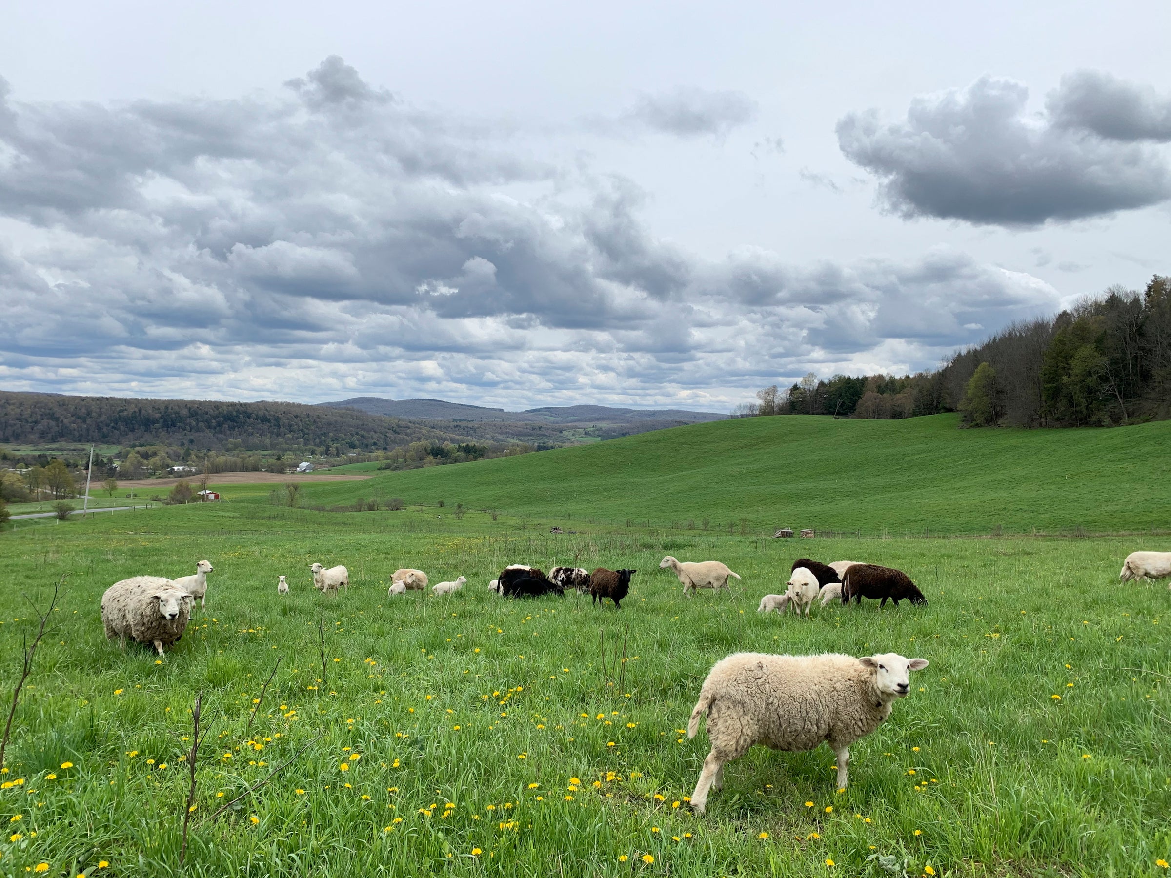 Field Guide – Cairncrest Farm